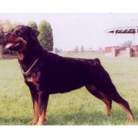 Rottweiler Breeders near you (Page 1)