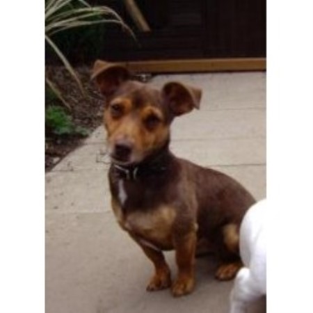 Rare Chocolate Jack Russell 4studwork, Jack Russell Terrier Stud in ...