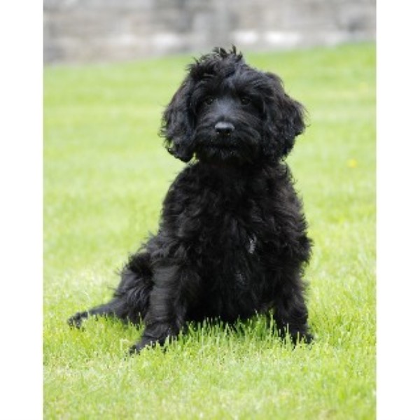 Cockapoo puppies and dogs for sale and adoption | FreeDogListings UK